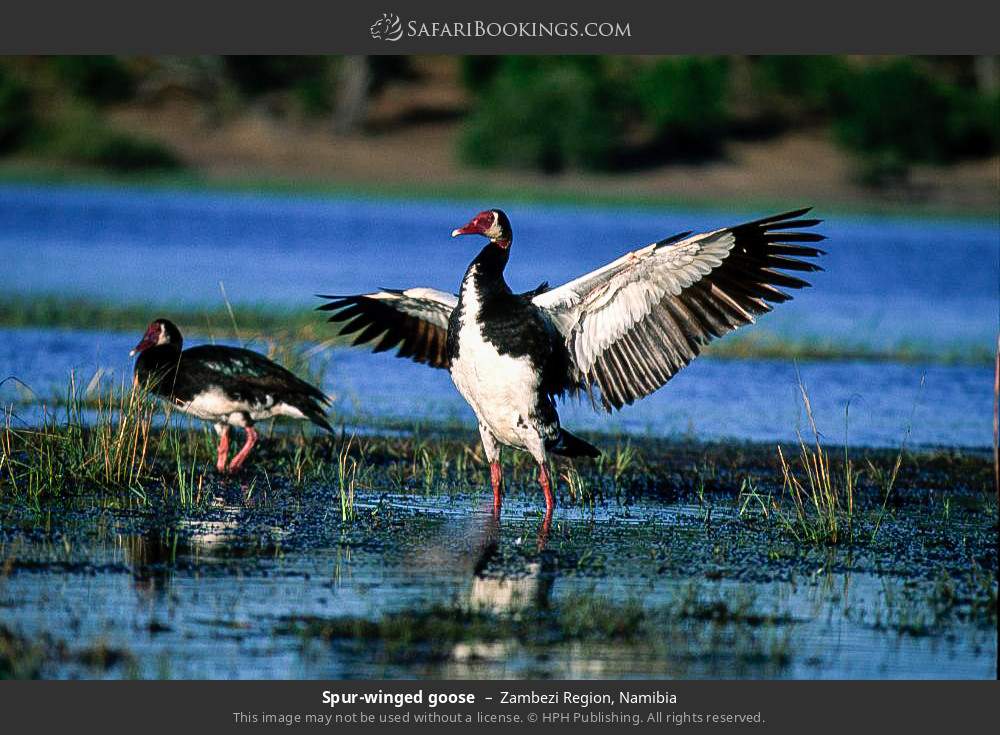 Zambezi Region (Caprivi Strip) Photos – Images & Pictures
