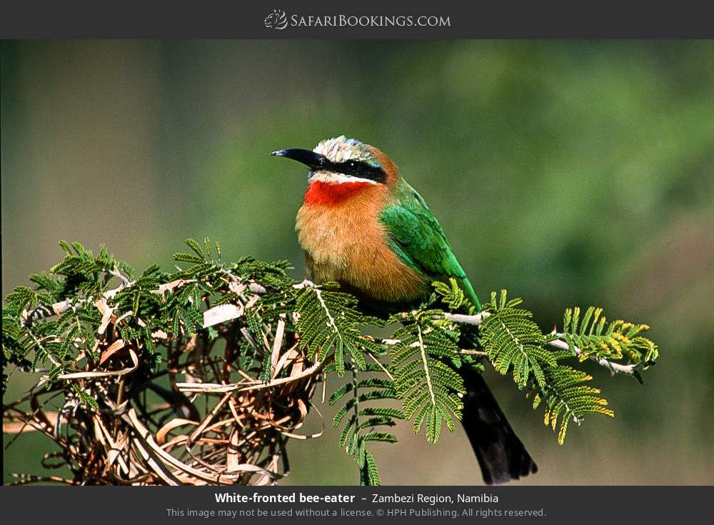 Zambezi Region (Caprivi Strip) Photos – Images & Pictures
