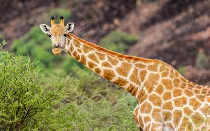Erindi Private Game Reserve – Best Time To Visit, Wildlife & More!