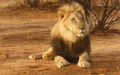 Erindi Private Game Reserve – Best Time To Visit, Wildlife & More!