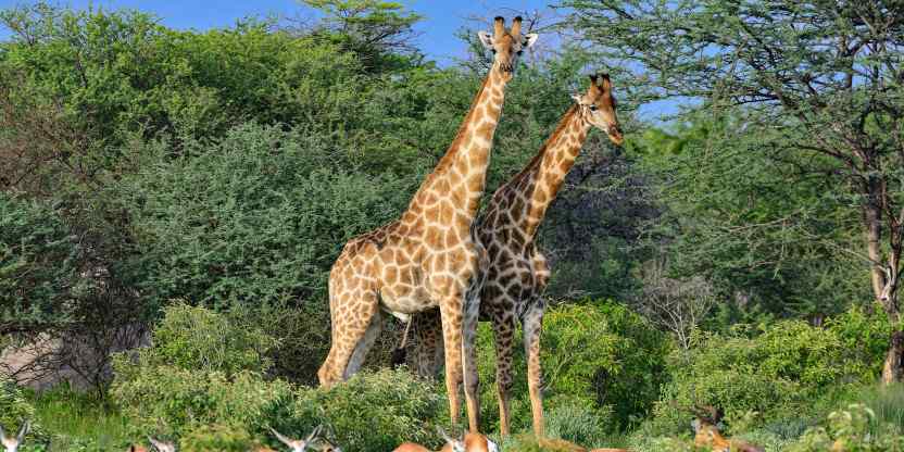 Onguma Private Game Reserve – Best Time To Visit, Wildlife & More!