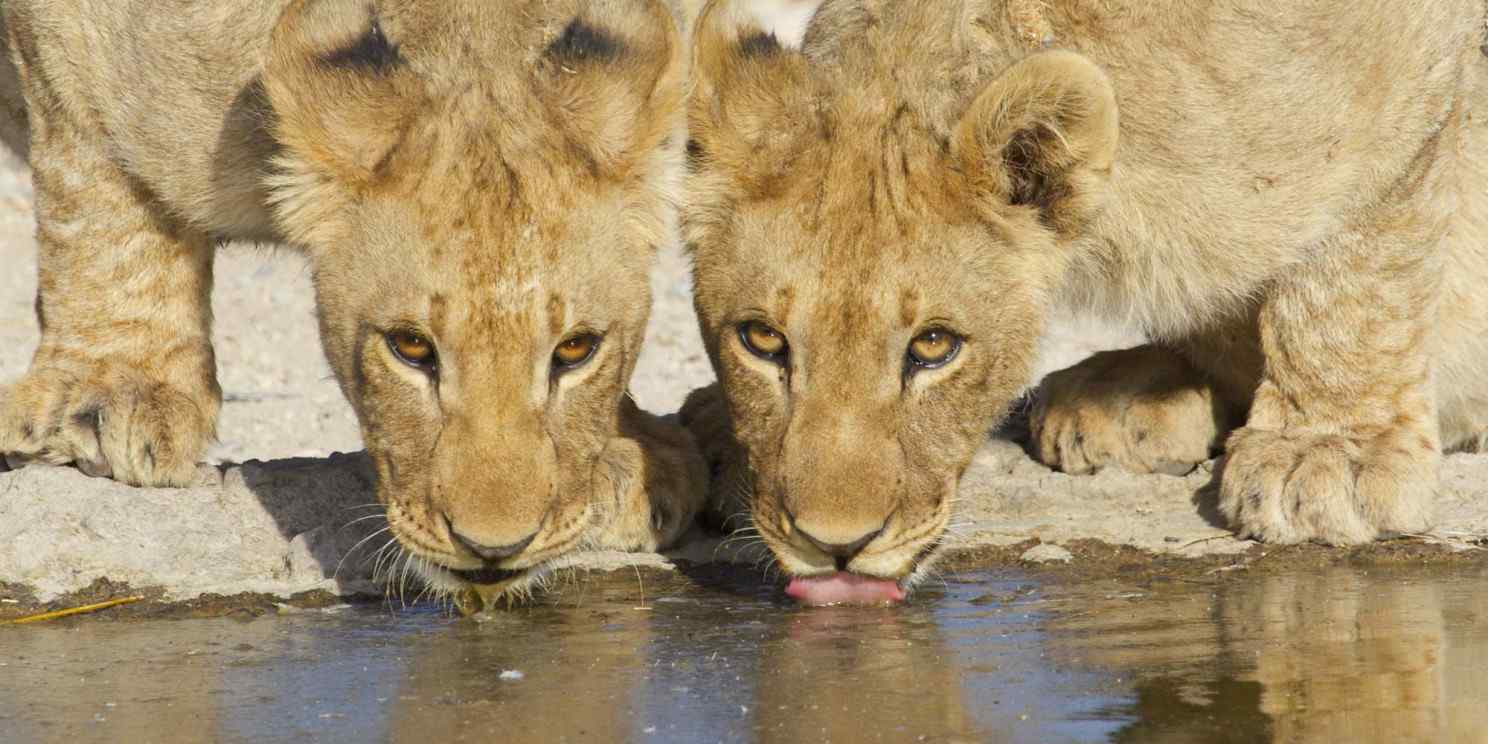Ongava Private Game Reserve – Best Time To Visit, Wildlife & More!