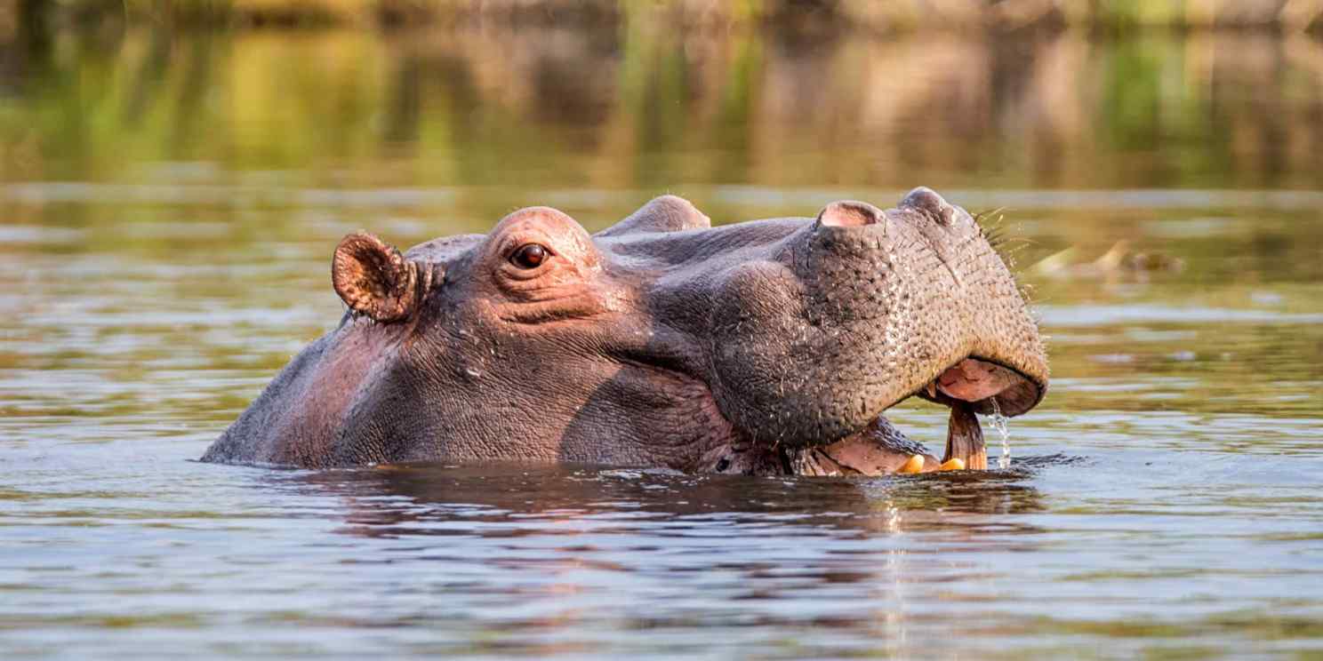 Zambezi Region (Caprivi Strip) – Travel Guide, Map & More!