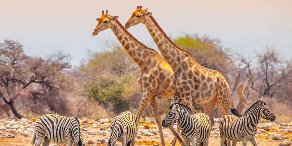 Namibia Map – Detailed Map of Namibia national parks