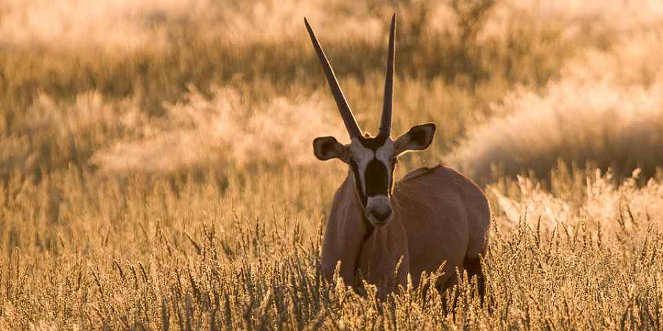 228 Namibia Safari Tours (Offered by 28 Tour Operators)
