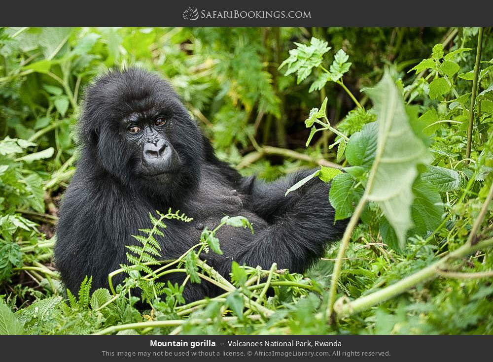 4-Day Uganda Gorillas and Rwanda Golden Monkeys