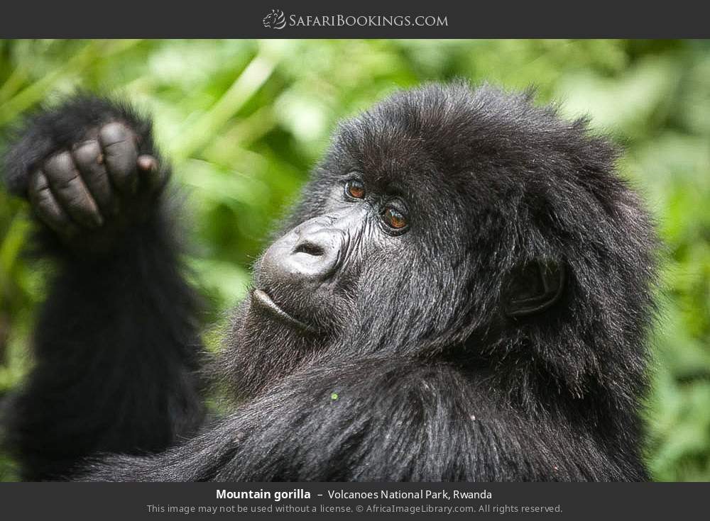 Rwanda Safari: 1-Day Rwanda Mountain Gorilla Adventure
