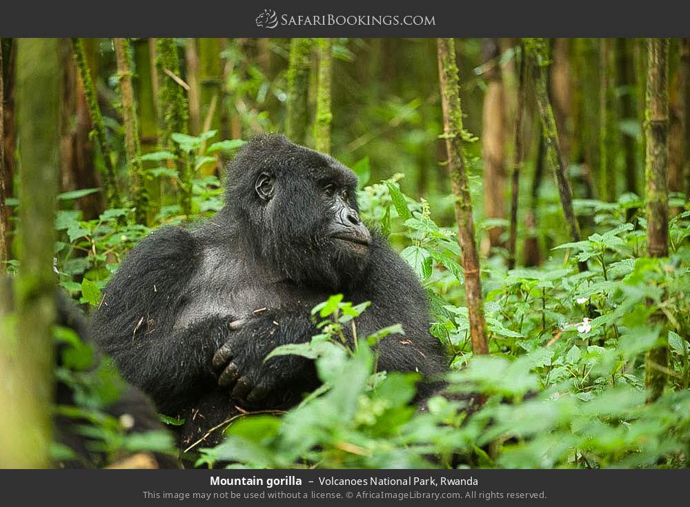 Rwanda Safari: 1-Day Gorilla Trekking Once-In-A-Lifetime Experience