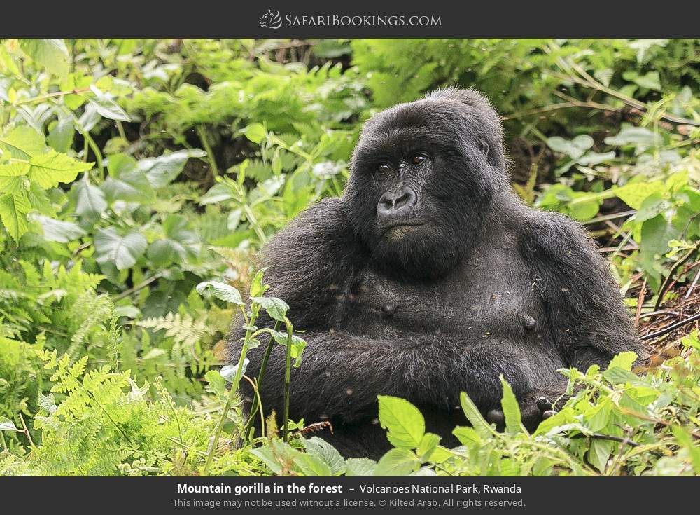 Rwanda Safari: 2-Day Rwanda Luxury Gorilla Safari