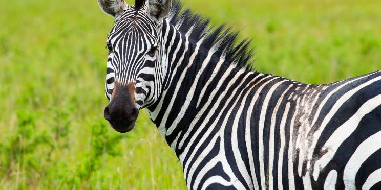Akagera National Park – Travel Guide, Map & More!