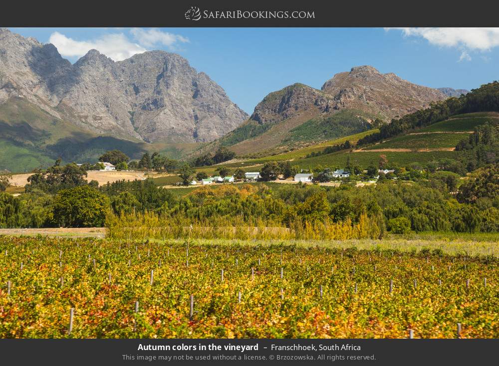 South Africa Safari: 1-Day Constantia Winelands Experience - Cape Town