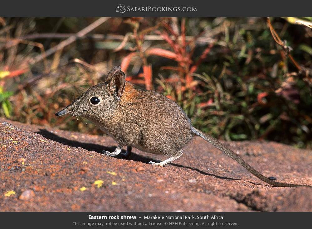 Marakele Wildlife Photos – Images & Pictures of Marakele National Park