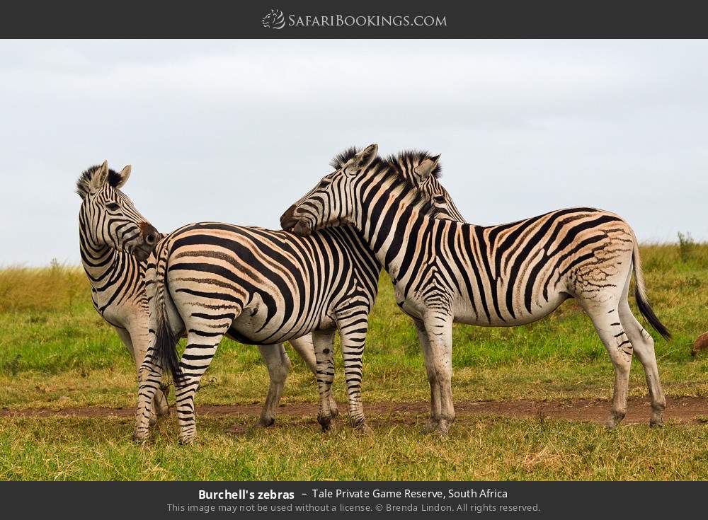 South Africa Safari: 1-Day Big Five Safari Near Cape Town With Meals ...