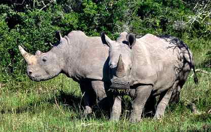 Amakhala Private Game Reserve – Travel Guide, Map & More!