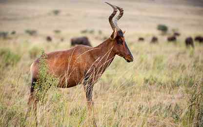 Ithala Game Reserve – Travel Guide, Map & More!
