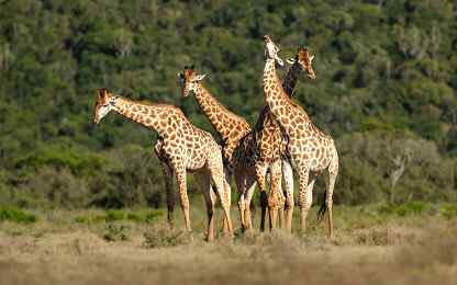 Kariega Game Reserve – Best Time To Visit, Wildlife & More!