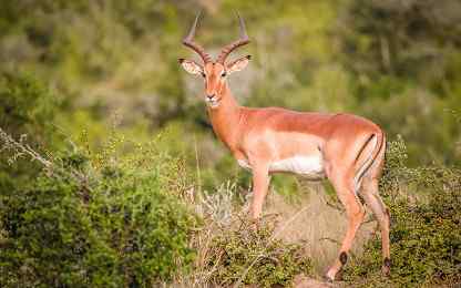 Kwandwe Private Game Reserve – Travel Guide, Map & More!