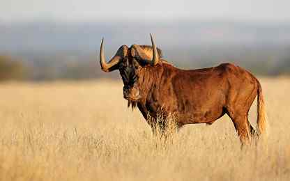 Mokala National Park – Travel Guide, Map & More!