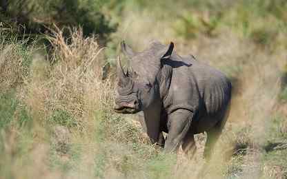 Sabi Sand Private Game Reserve – Travel Guide, Map & More!