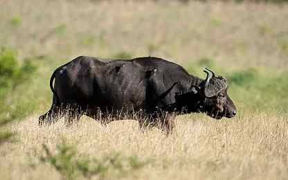 Tembe Elephant Park – Travel Guide, Map & More!