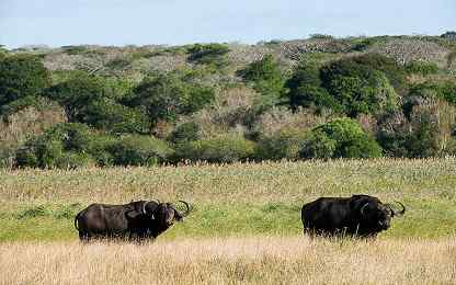 Tembe Elephant Park – Travel Guide, Map & More!