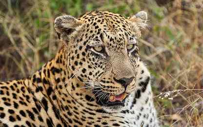 Timbavati Private Nature Reserve – Travel Guide, Map & More!