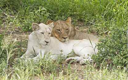 Timbavati Nature Reserve – Travel Guide, Map & More!