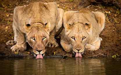 uMkhuze Game Reserve – Travel Guide, Map & More!