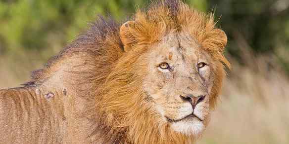 Addo Elephant Animals – Wildlife in Addo Elephant National Park