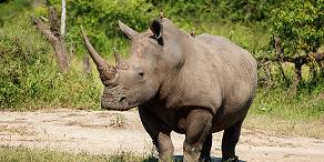 Mala Mala Animals – Wildlife in Mala Mala Game Reserve