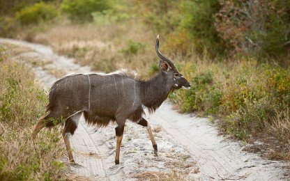 Tembe Elephant Park Photos – Images & Pictures