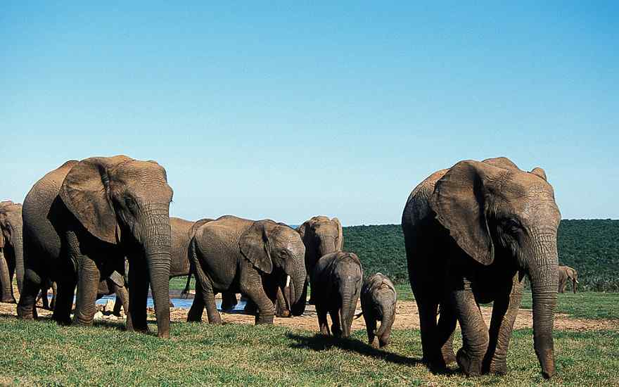 Addo Elephant Animals – Wildlife in Addo Elephant National Park