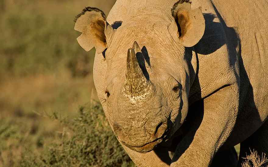 South Africa Animals – Wildlife in South Africa