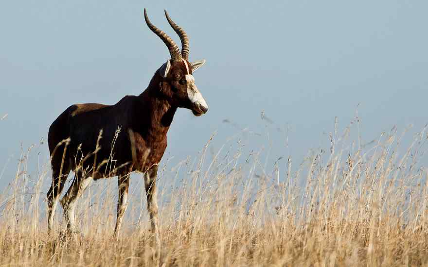 Karoo Animals – Wildlife in Karoo National Park