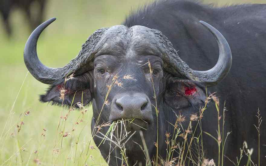 MalaMala Animals – Wildlife in MalaMala Game Reserve