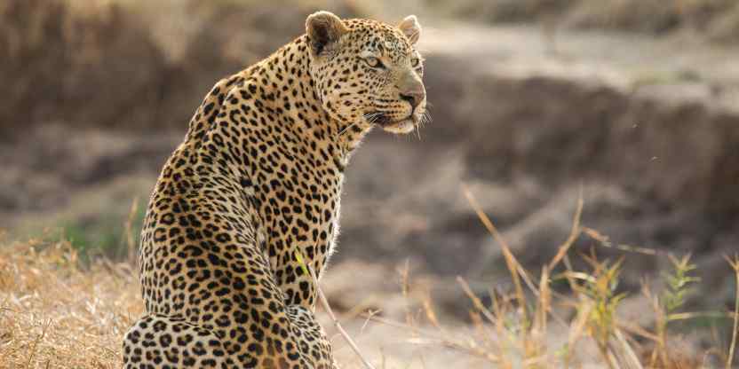 Idube Game Reserve – Best Time To Visit, Wildlife & More!