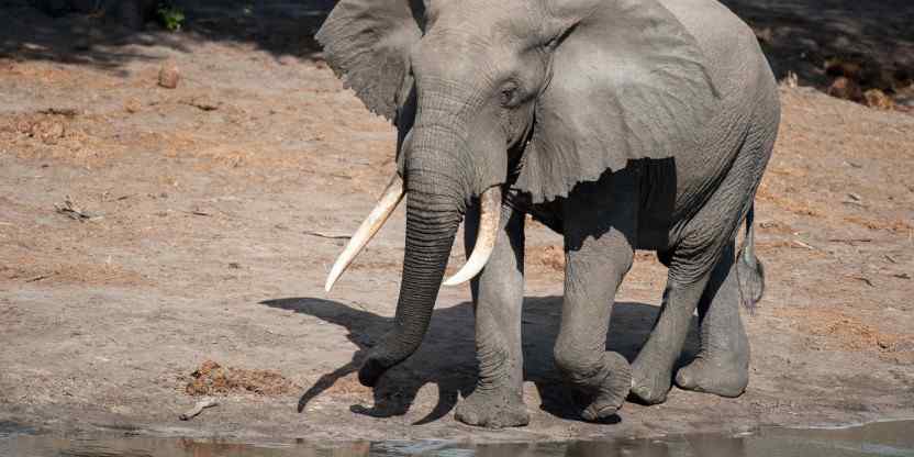 Tembe Elephant Park – Travel Guide, Map & More!