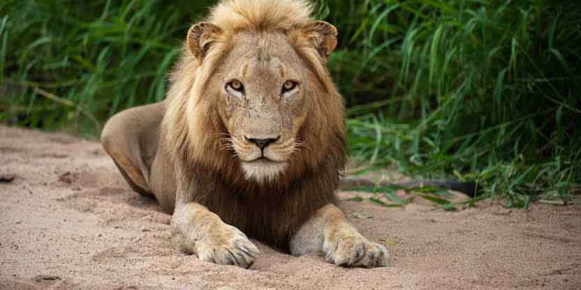 Timbavati Private Nature Reserve – Travel Guide, Map & More!