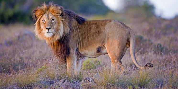Amakhala Private Game Reserve – Travel Guide, Map & More!