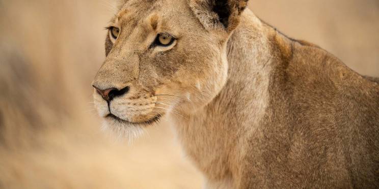 Balule Nature Reserve – Travel Guide, Map & More!