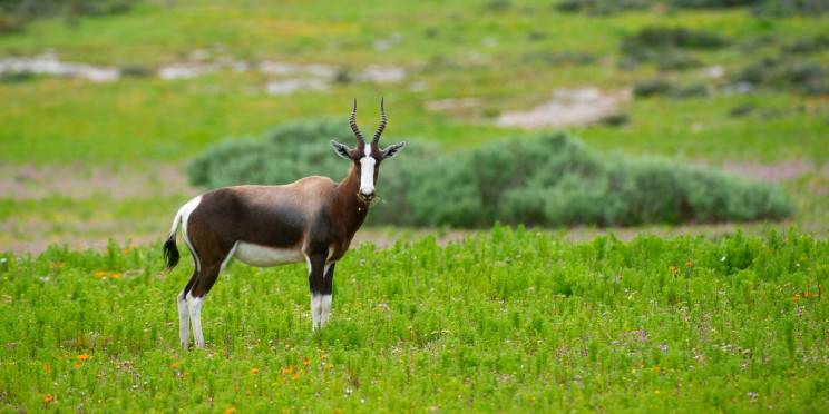 Bontebok National Park – Best Time To Visit, Wildlife & More!