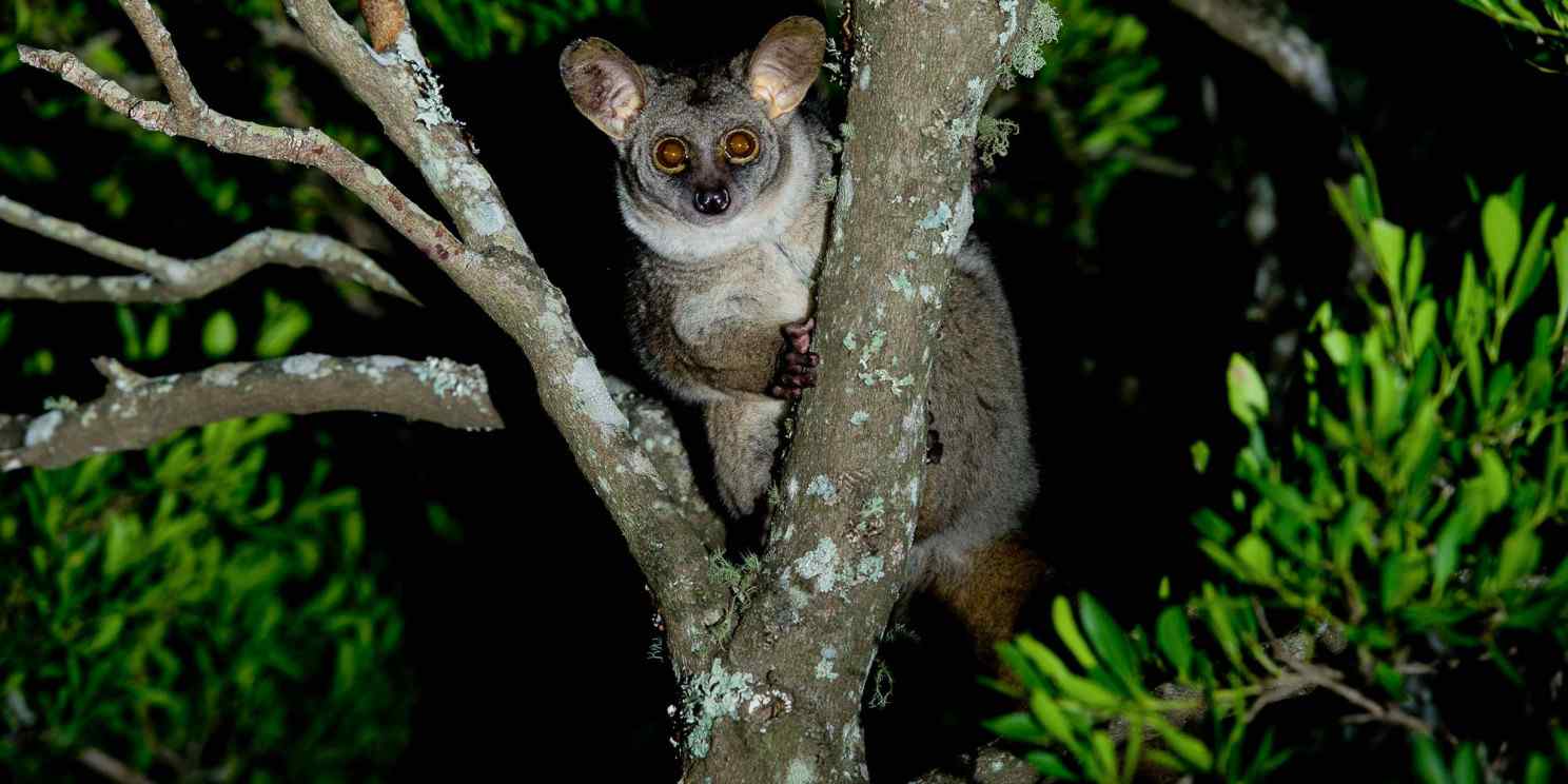 Ithala Game Reserve – Travel Guide, Map & More!