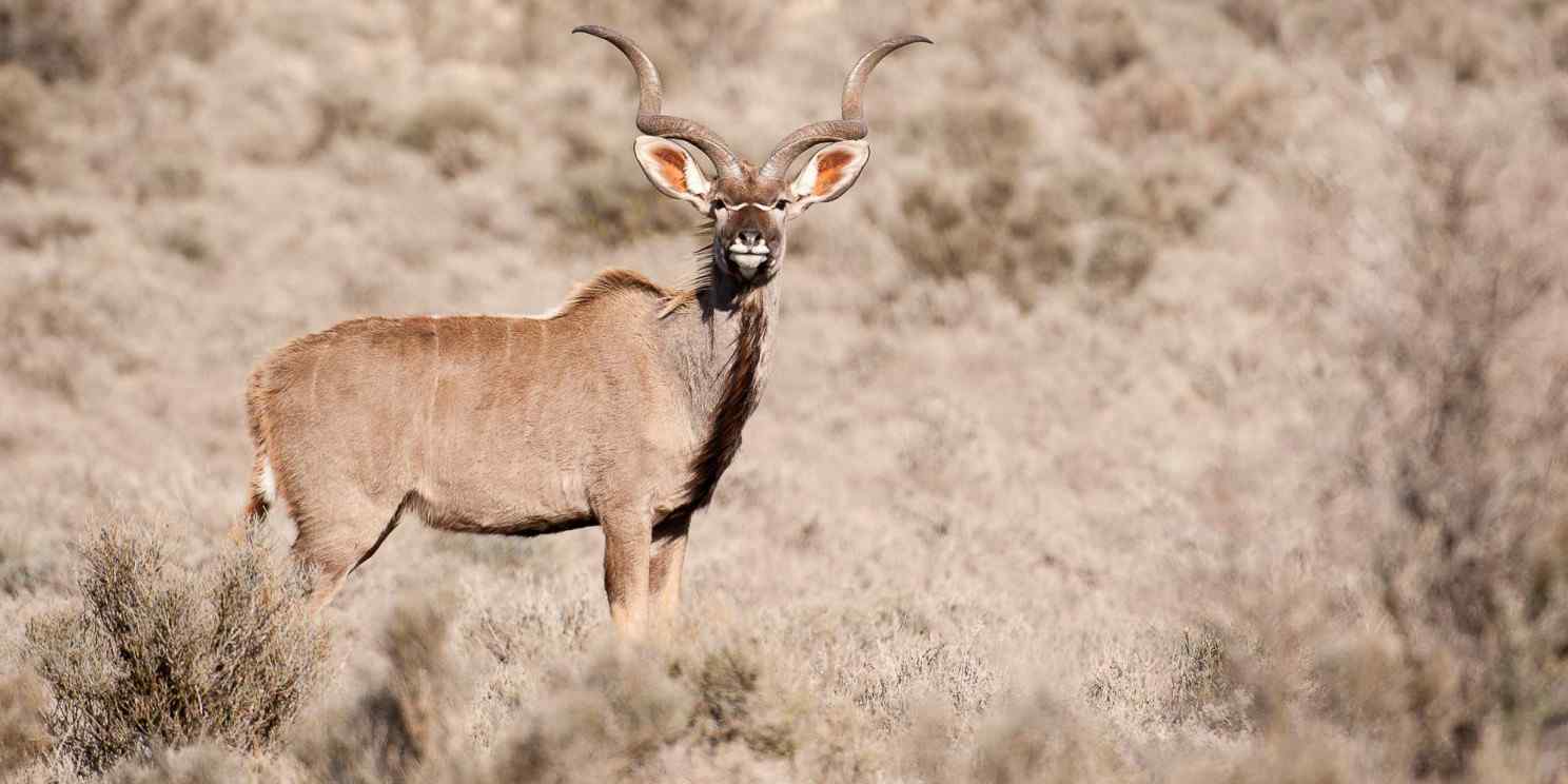 Karoo Weather & Climate (+ Climate Chart)