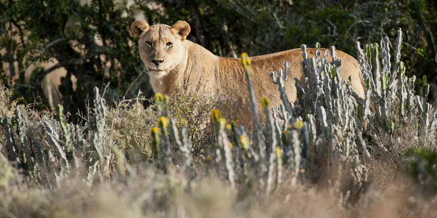 Kwandwe Private Game Reserve – Travel Guide, Map & More!