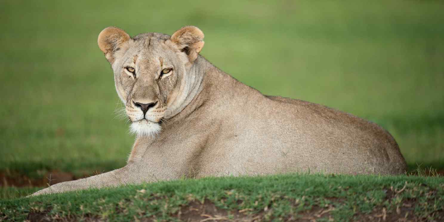 Madikwe Map – Detailed Map of Madikwe Game Reserve