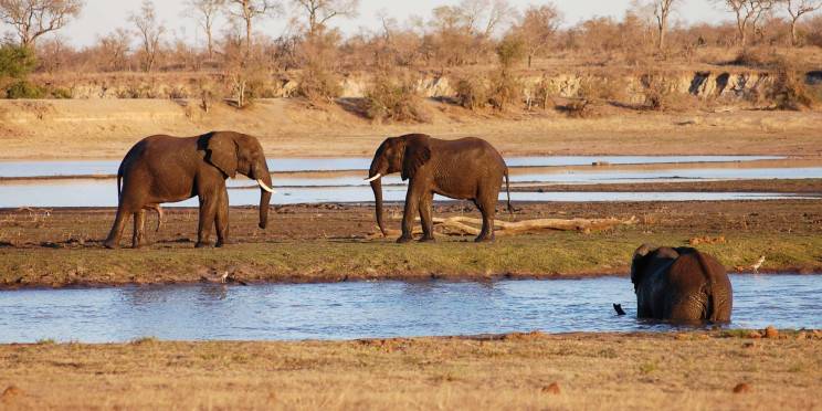 Manyeleti Game Reserve – Travel Guide, Map & More!