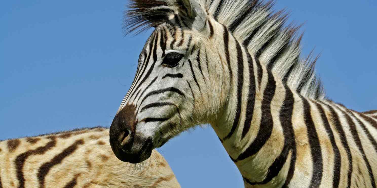 Mokala National Park – Travel Guide, Map & More!