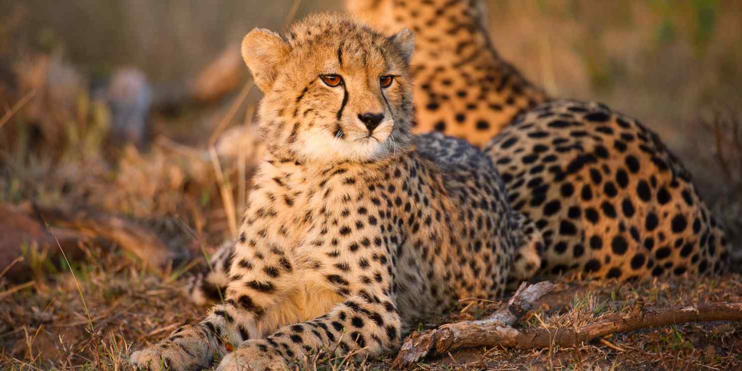 Phinda Private Game Reserve – Travel Guide, Map & More!