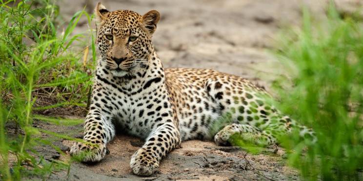 Sabi Sands Map – Detailed map of Sabi Sand Private Game Reserve