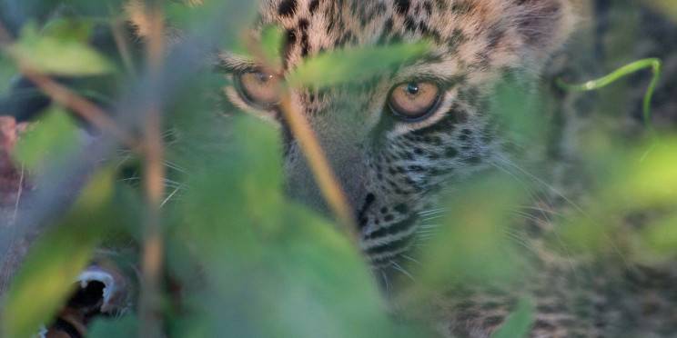 Singita Map – Detailed map of Singita Sabi Sand Private Game Reserve